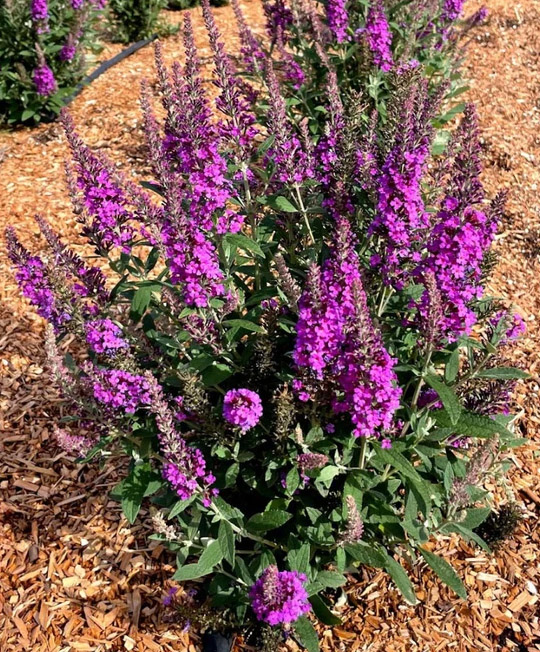 Buddleia 'Birthday Cake' - Wayside garden center