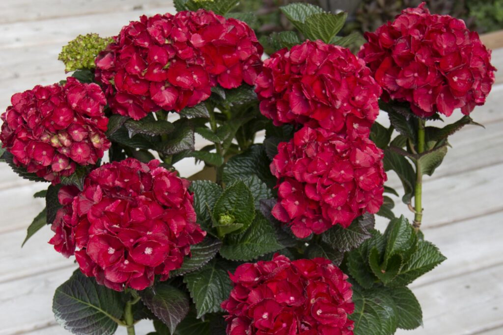 Hydrangea macrophylla 'Cherry-Go-Round' - Wayside garden center